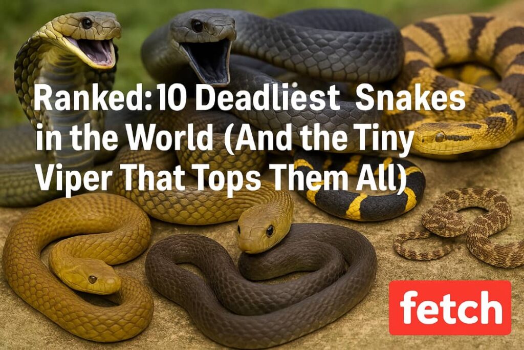 Ranked: The 10 Deadliest Snakes in the World (And the Tiny Viper That ...