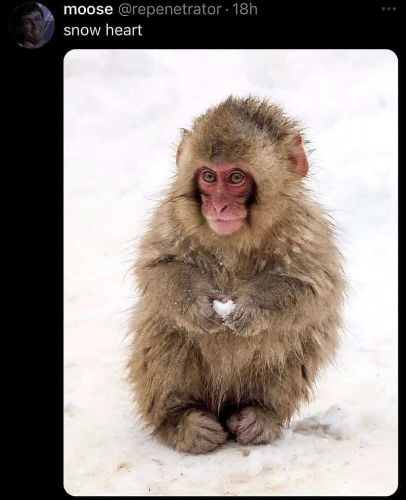 50 Funny Gorilla And Ape Memes To Go Bananas Over