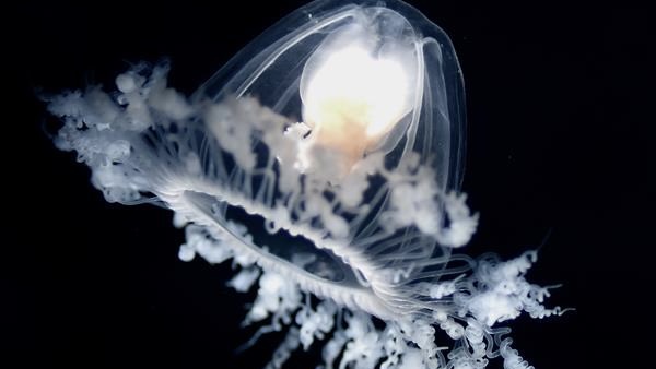 Fun Fact vom 01. Mai: Diese Qualle ist unsterblich