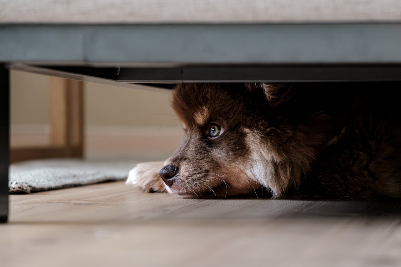 15 Animal Behaviors That Are Actually Signs of Distress