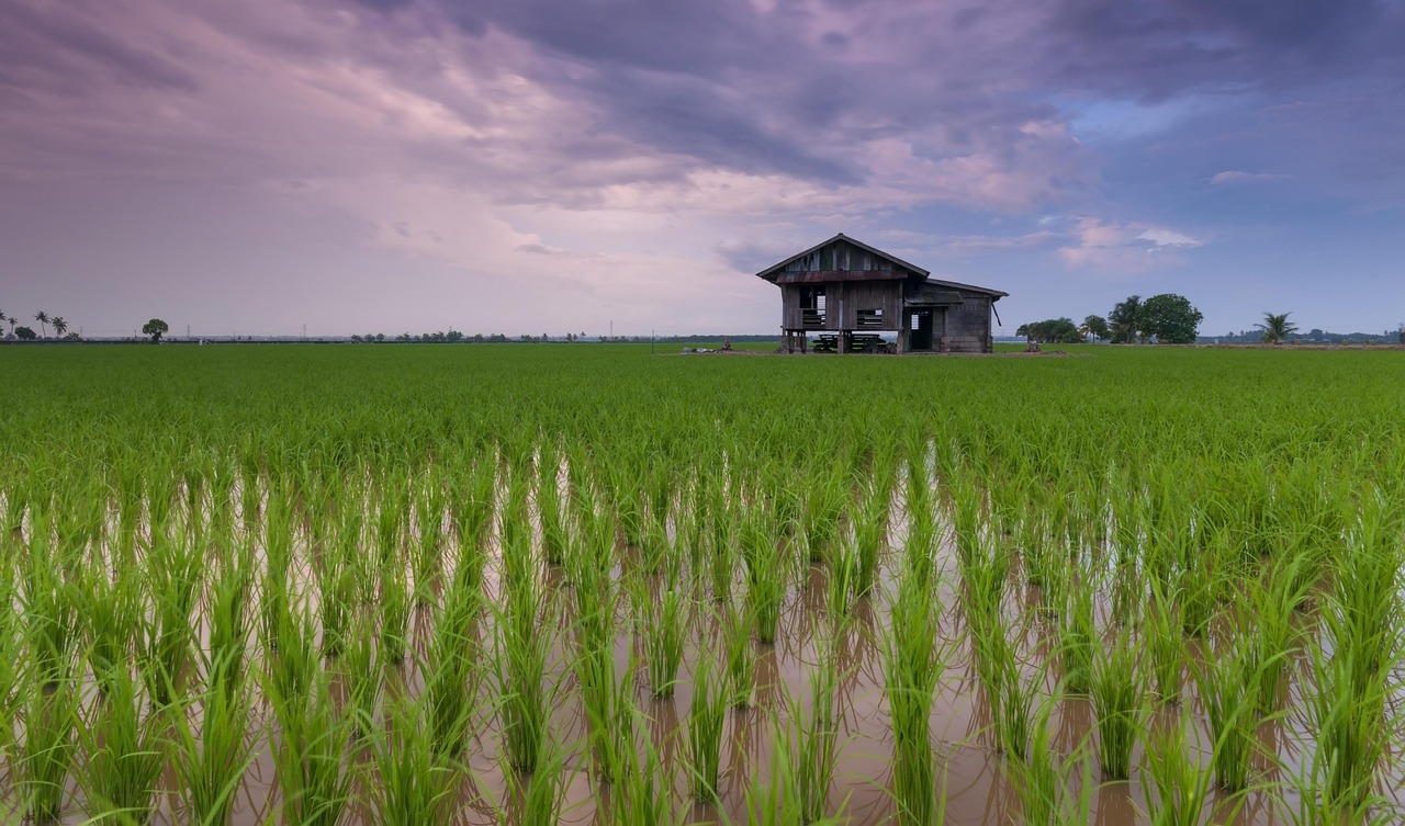 Climate change may raise arsenic in rice, making it more toxic.