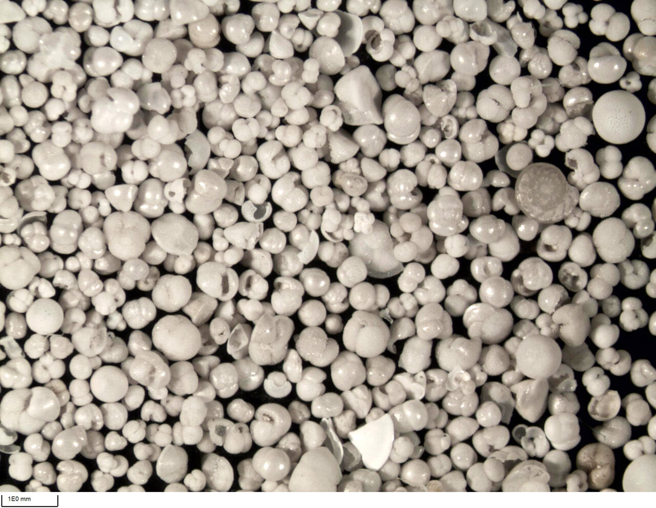 How the 'marine revolution' shaped ocean life