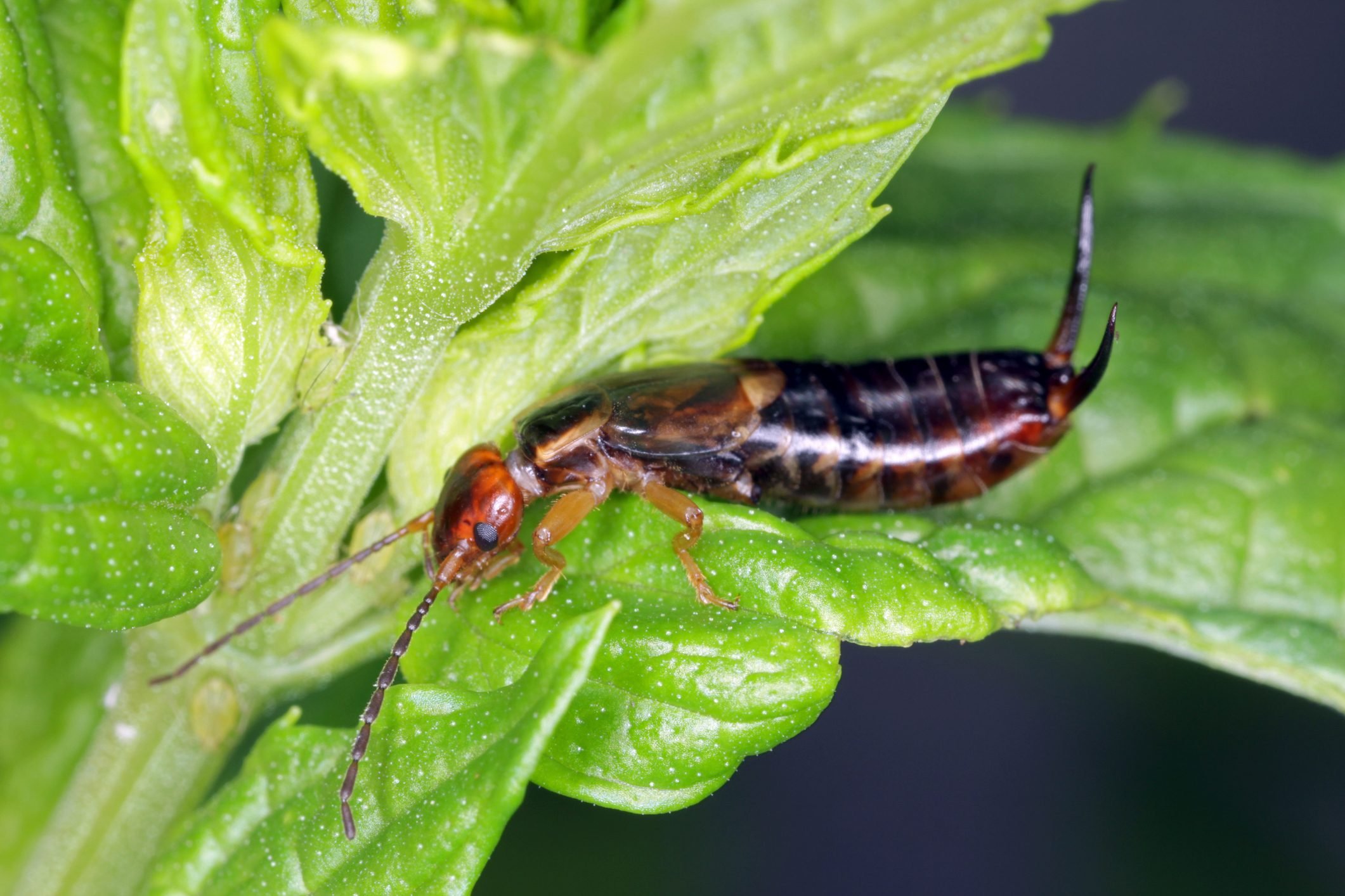 How to Identify and Get Rid of Earwigs