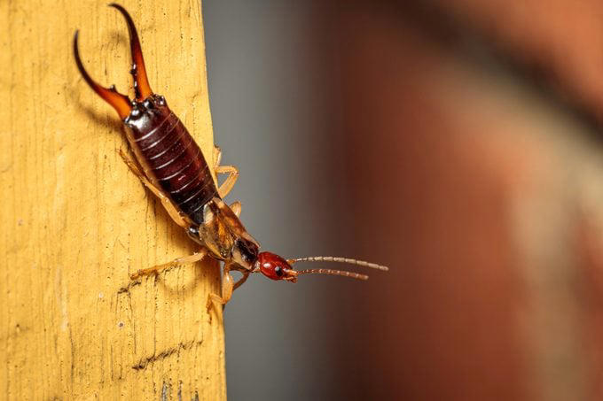 How to Identify and Get Rid of Earwigs