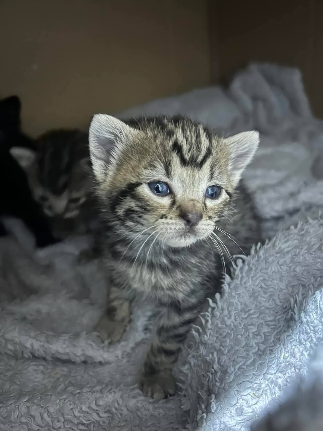 There's a large increase in poorly cats at RSPCA Manchester - here's why