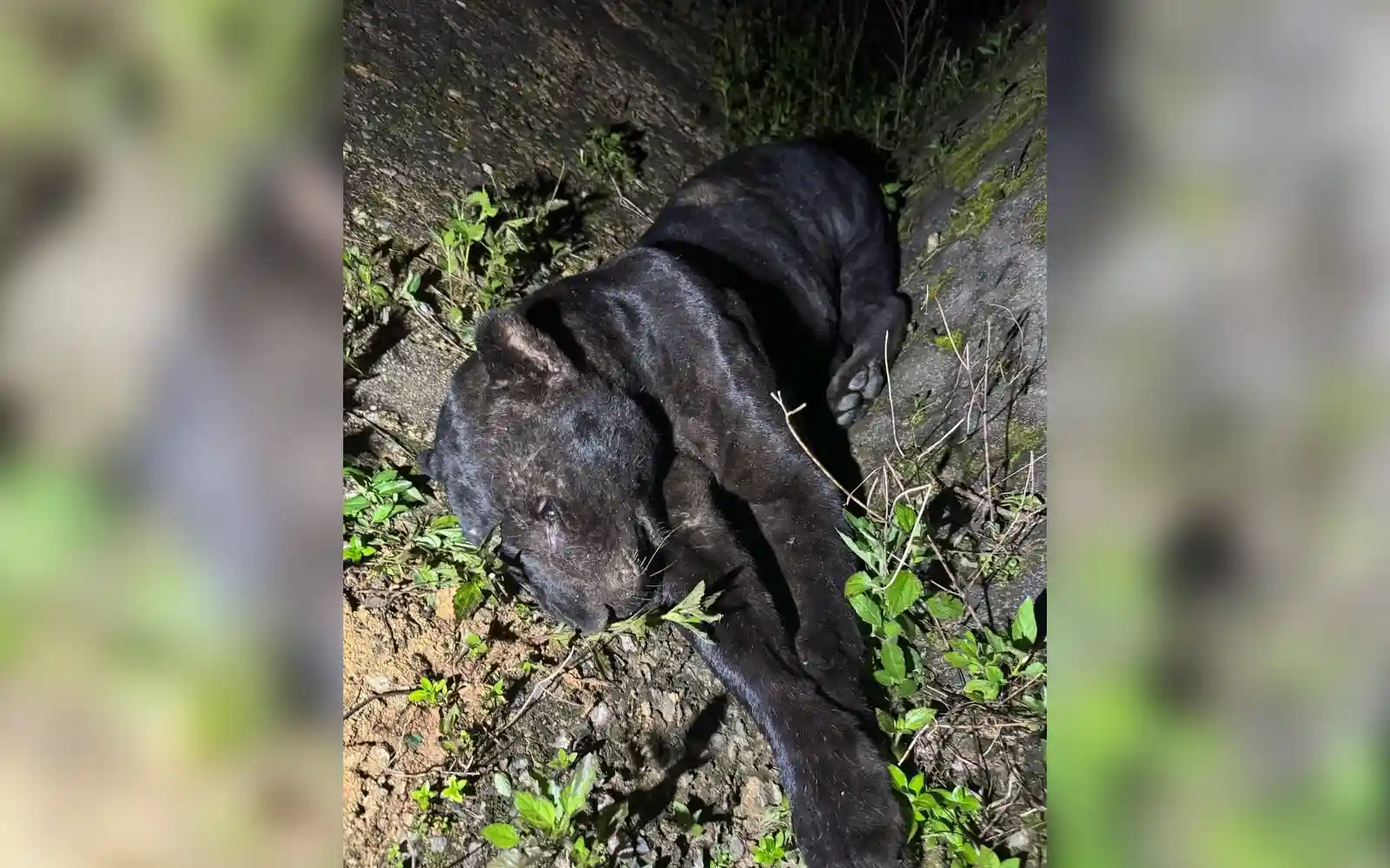 Black panther killed by 4WD on highway