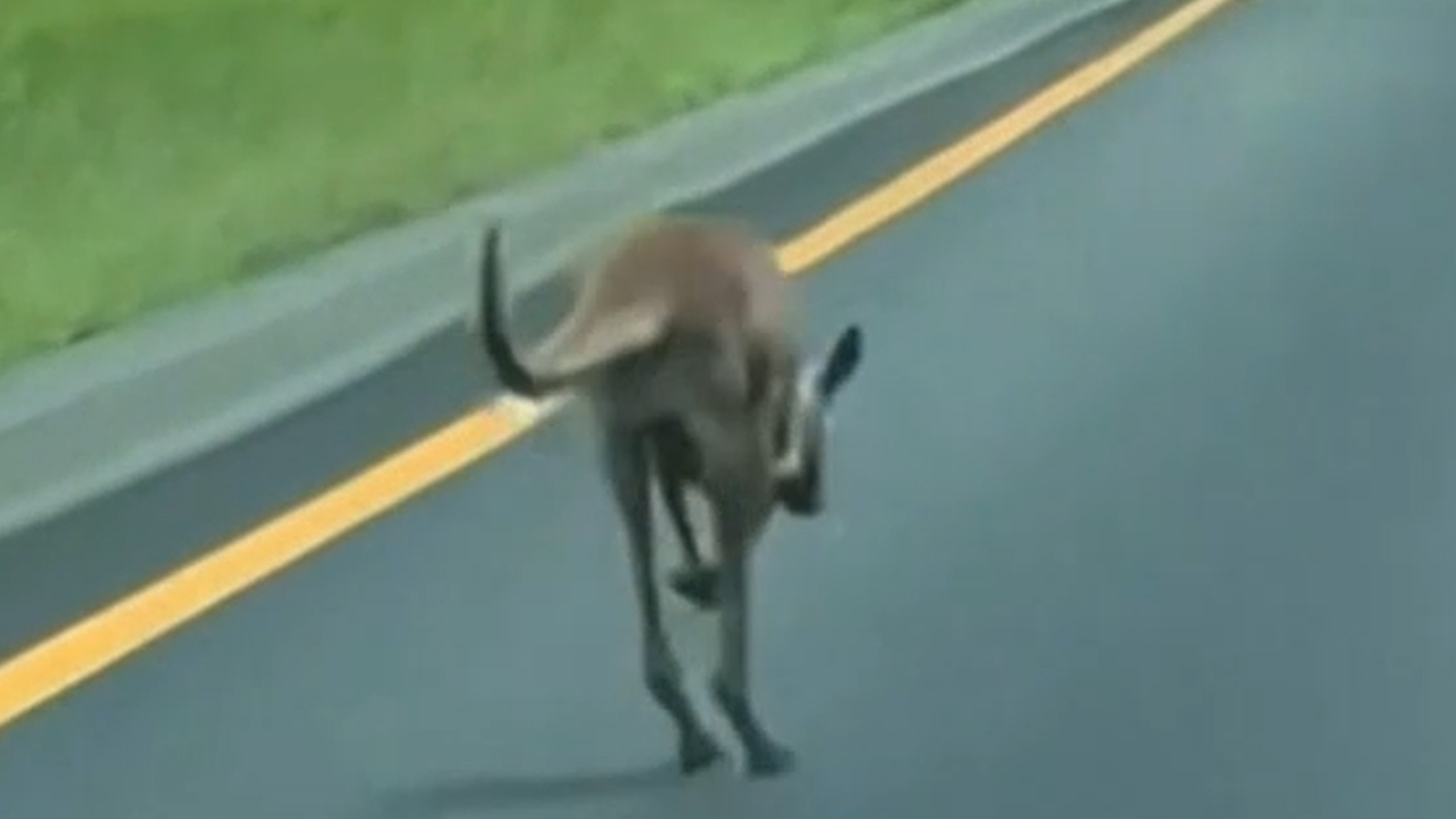 Pet Kangaroo Sheila Escapes and Wrecks Havoc On U.S. Highway