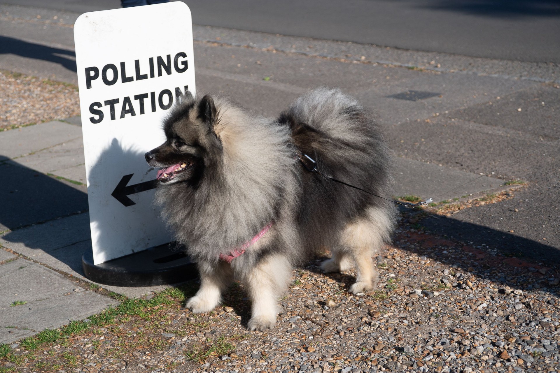 Here's where today's local elections are happening - and when we'll ...