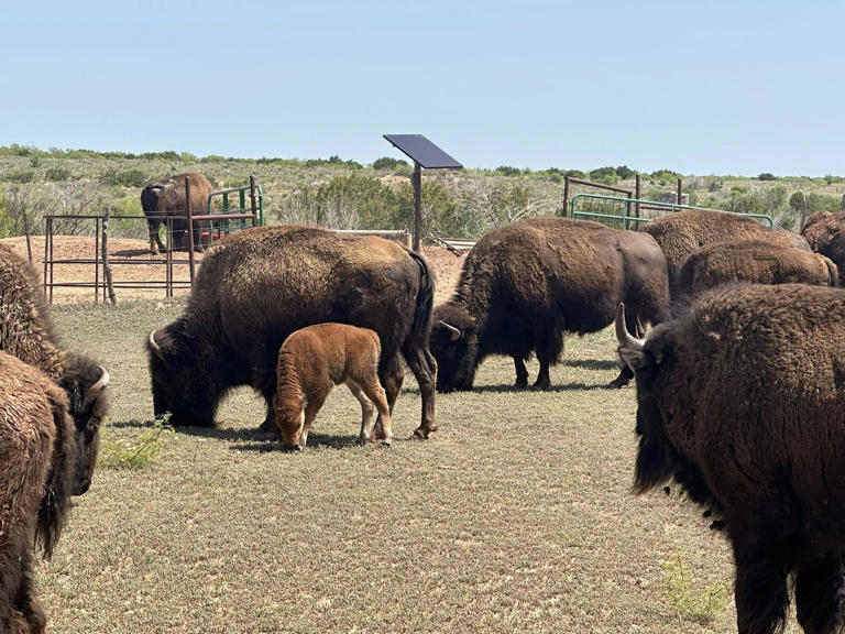 Quitaque company raising American bison in the Panhandle