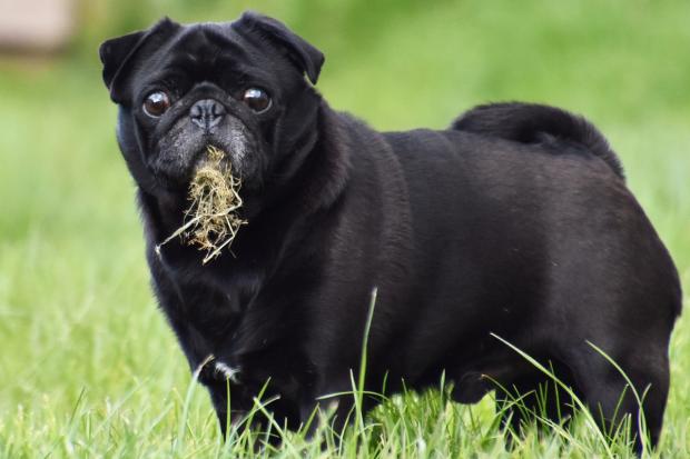 Why does my dog always eat rass while out on walks and how do I stop them?