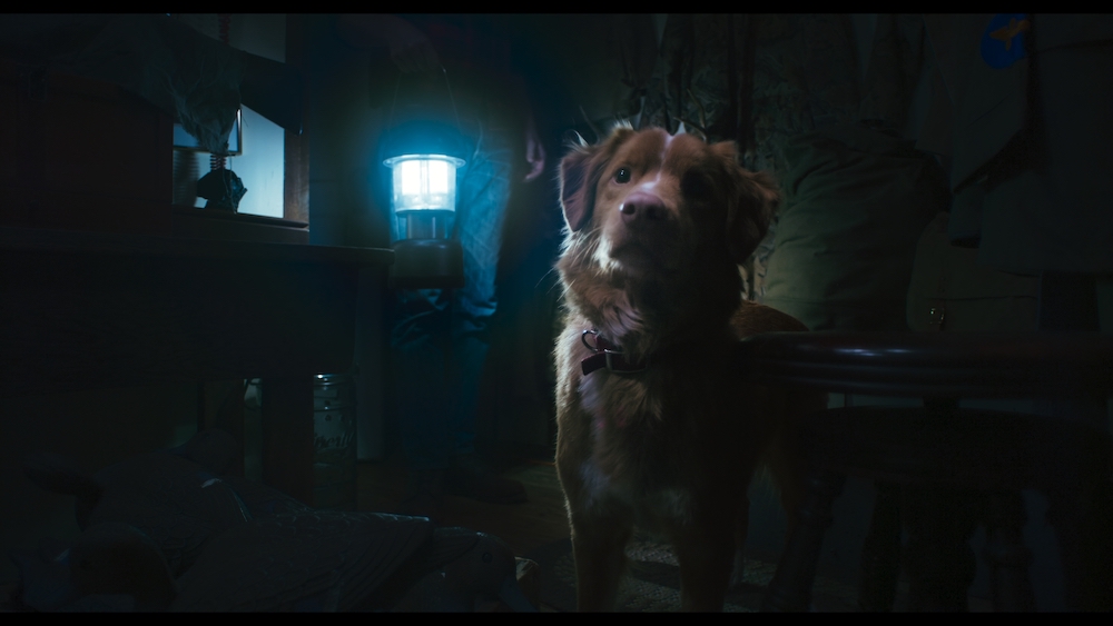 ‘Good Boy' Trailer: IFC Films' Horror Pic Debuts Frightening First Look ...