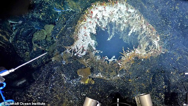 Huge underwater volcano just off major US coast is set up erupt 'any ...