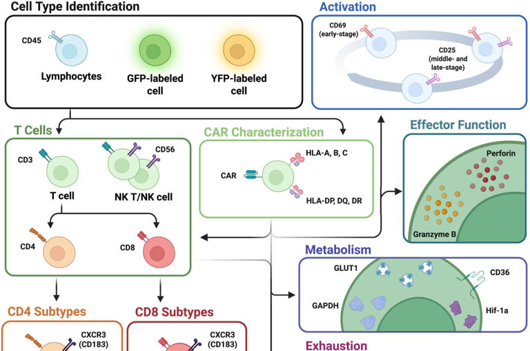 Laser-based analytical platform enhances CAR T cell therapy ...