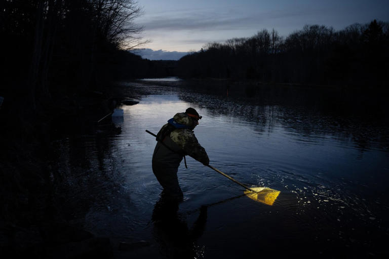 Pour les micmacs suivant les règles d'Ottawa, la saison de la civelle ...