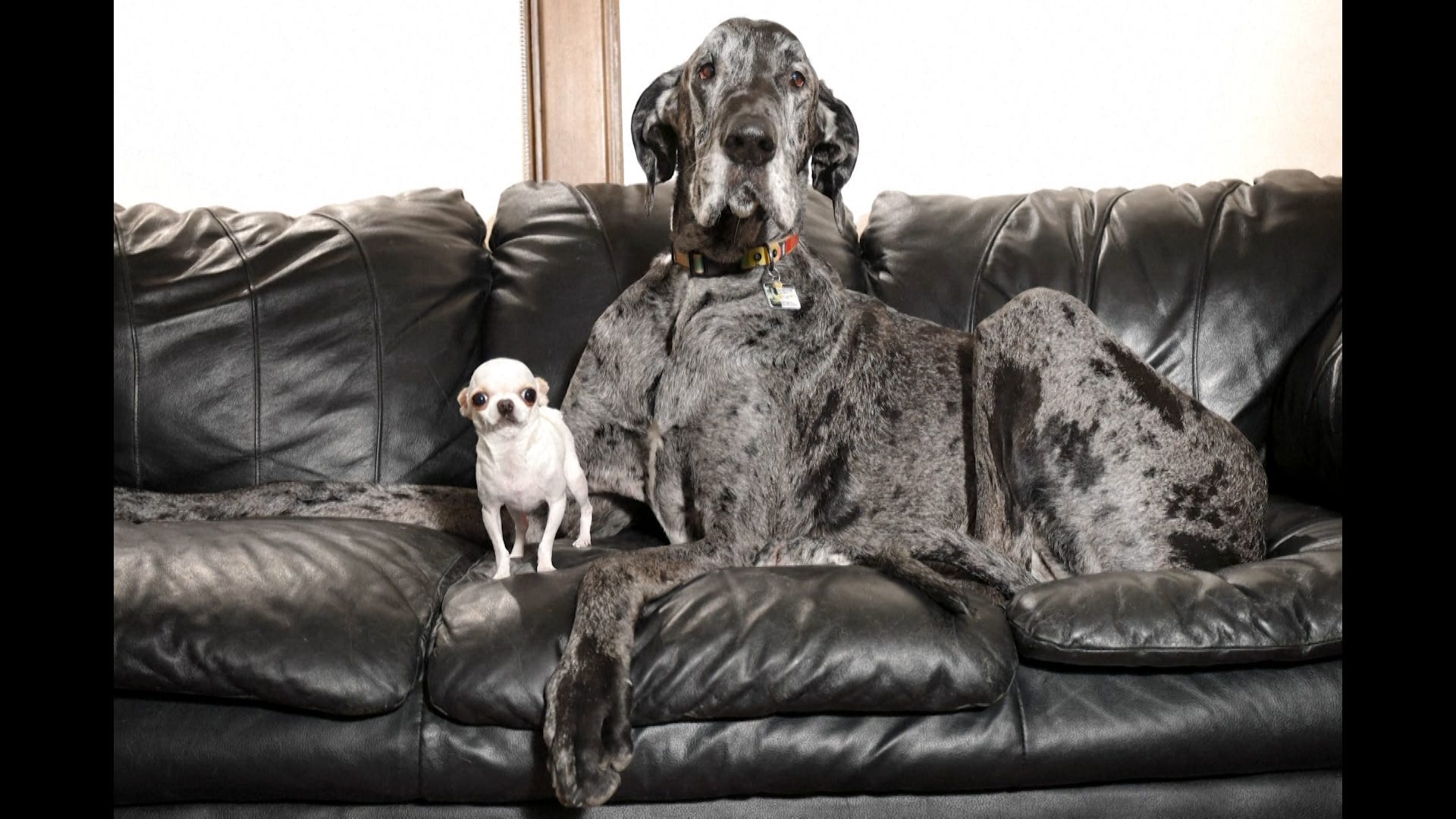 The world's tallest and tiniest dogs assembled for a fur-tastic meet-up