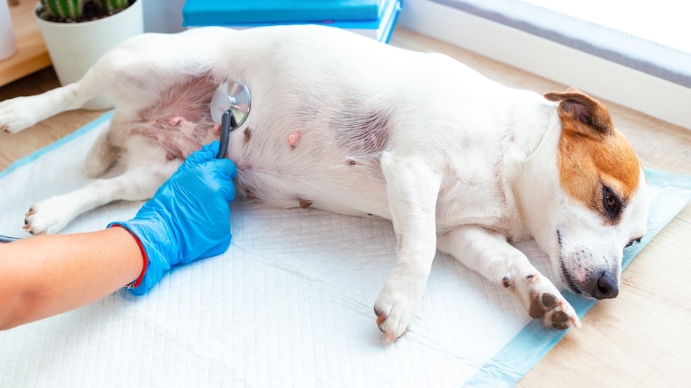 How to Detect Mammary Tumors in Dogs Early