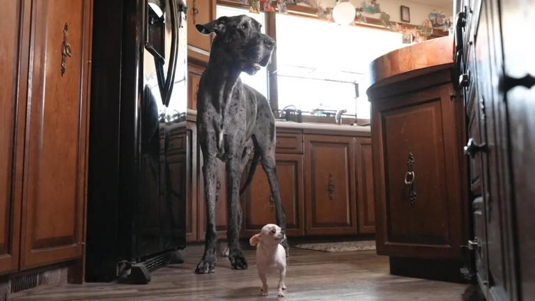 Reginald, the Tallest Living Dog in the World, Meets Pearl, the ...