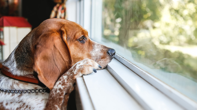 The Genius Pool Noodle Window Hack All Pet Owners Will Want To Know About