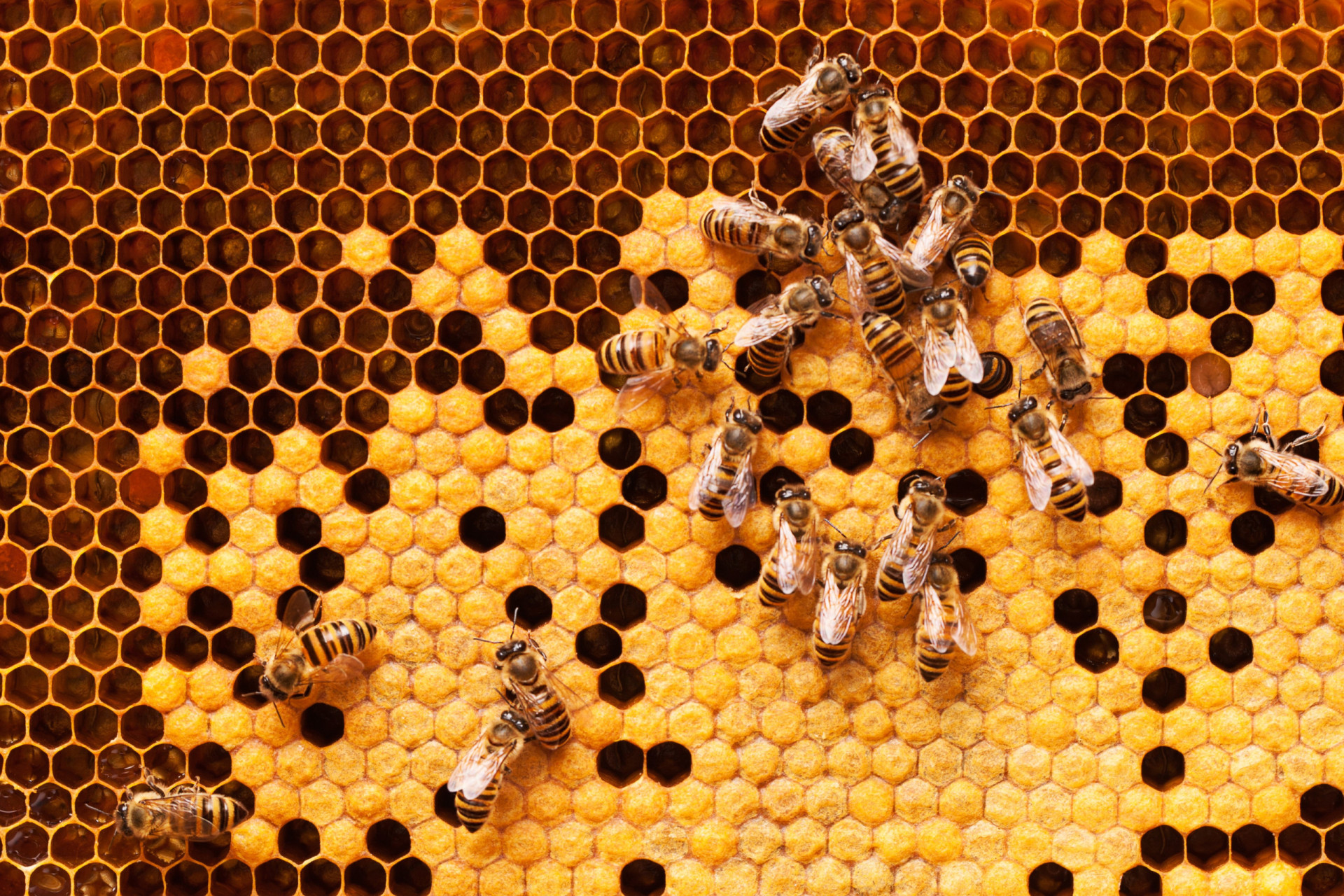 Why are hexagons so common in nature?