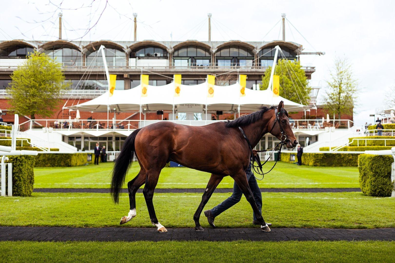 Goodwood poised for season opener - quality fields line up for feature ...