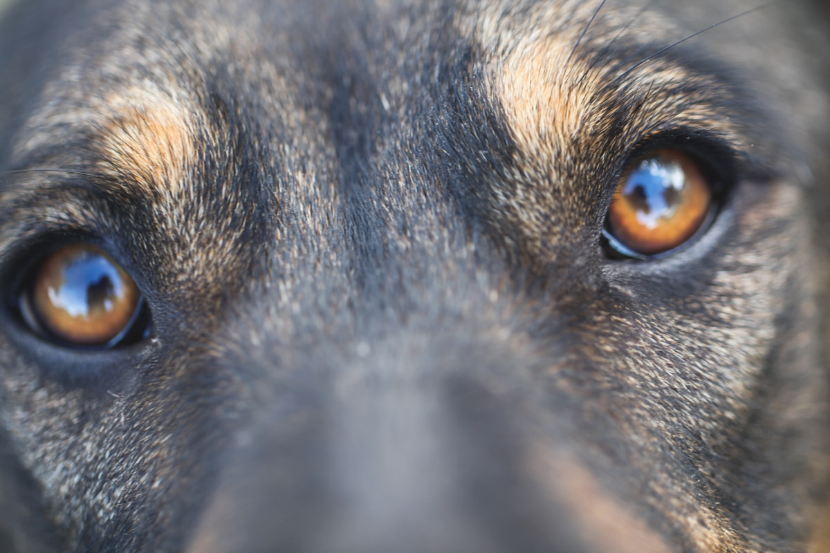 Australian Cattle Dog's Unique Coloring Gives 'Pokemon' Rare Edition ...