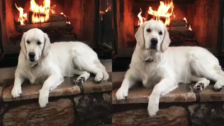 Cozy Fireplace Vibes With the Ultimate Chill Dog