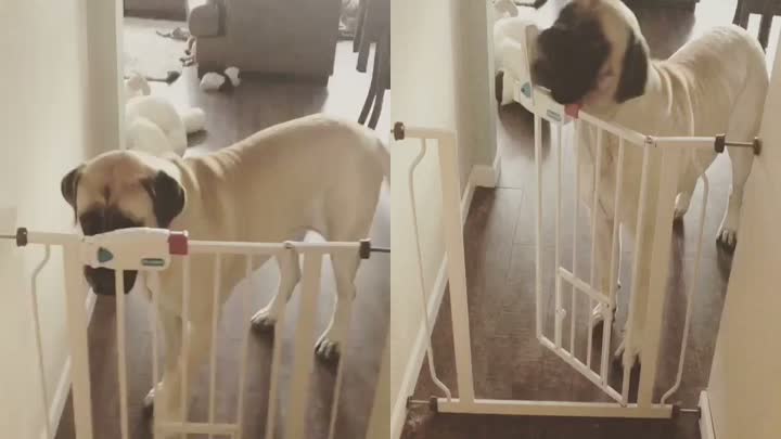 Clever Dog Opens Gate Like It’s No Big Deal