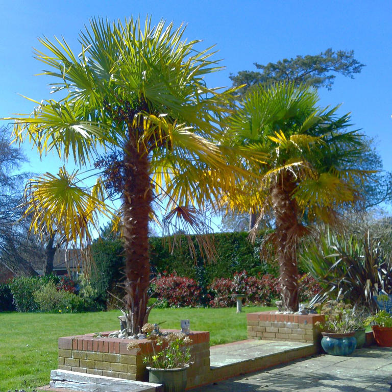 Chuzhao Retro Camera – cheap, cheerful, and charming