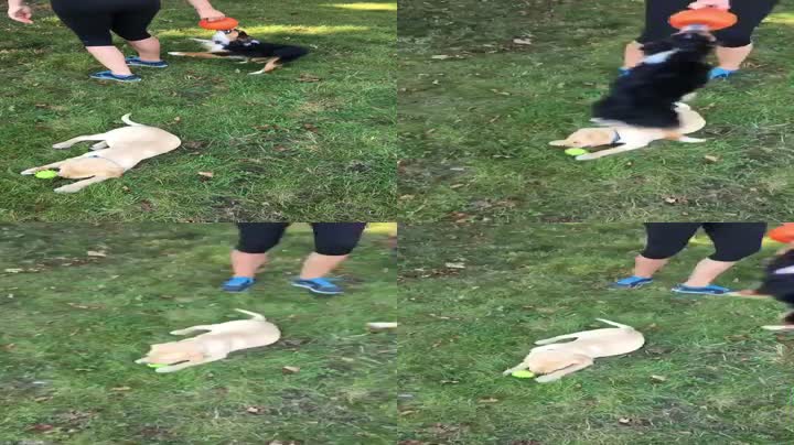 Toy Spinning So Fast, This Dog’s Hanging On for Dear Life