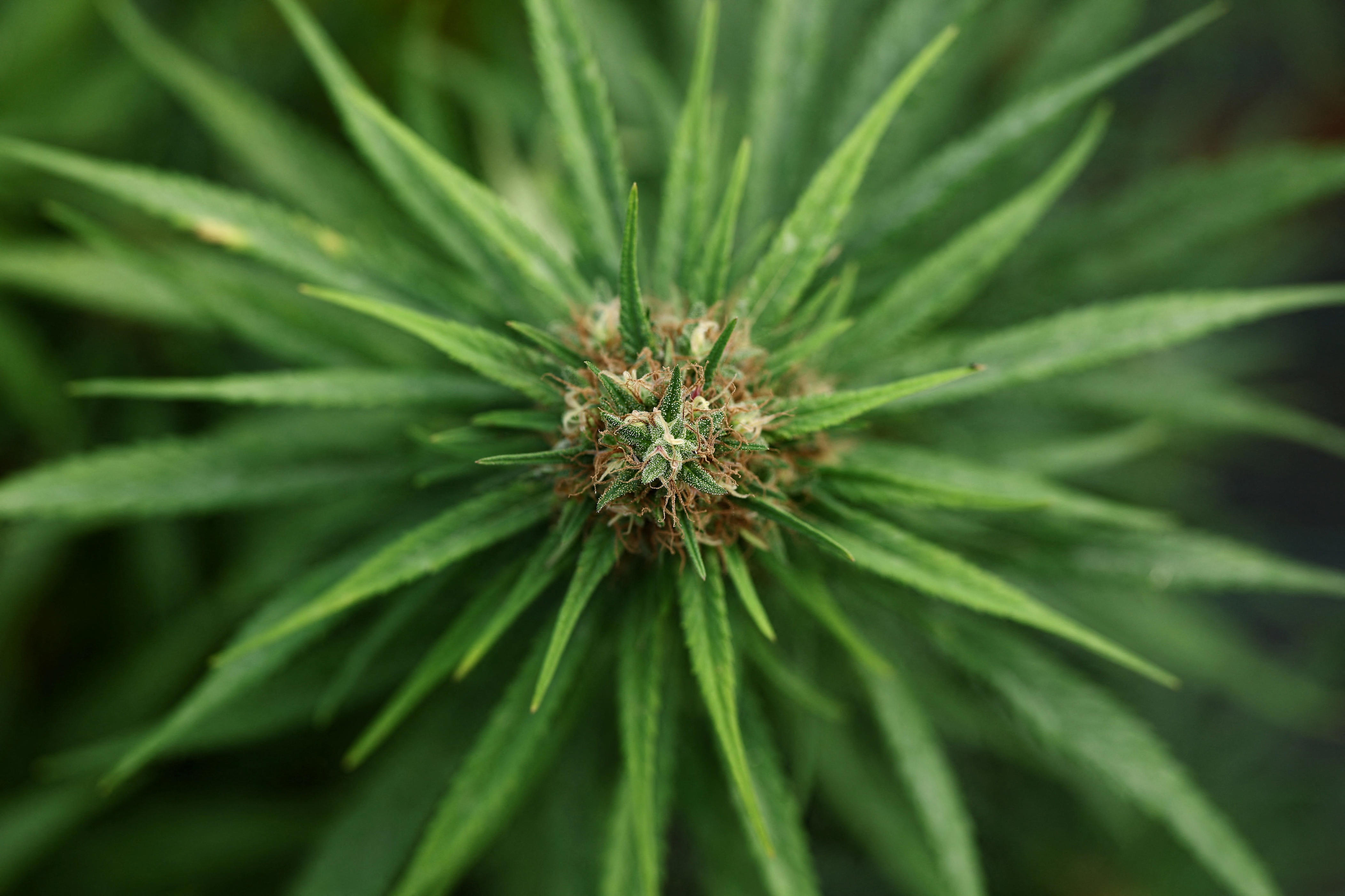 Delta what? Here's how to understand the difference between Delta 8, 9 ...