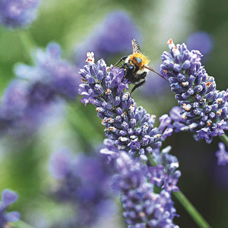 What to plant with roses – these 5 companion plants stave off blackfly ...