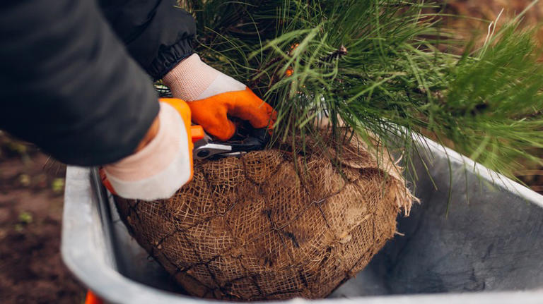 Should Wire Baskets Be Removed From Trees Before Planting?