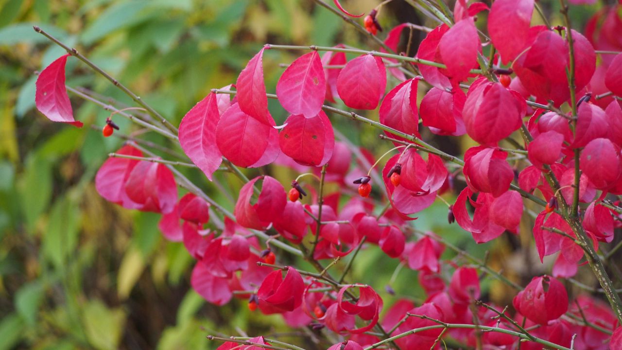 New York’s Most Invasive Garden Plants — and the Beautiful Alternatives ...