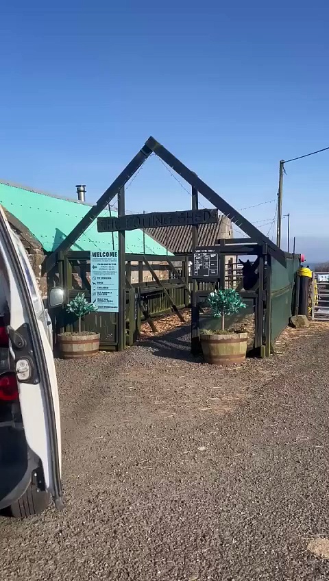 Puffin Croft donkeys