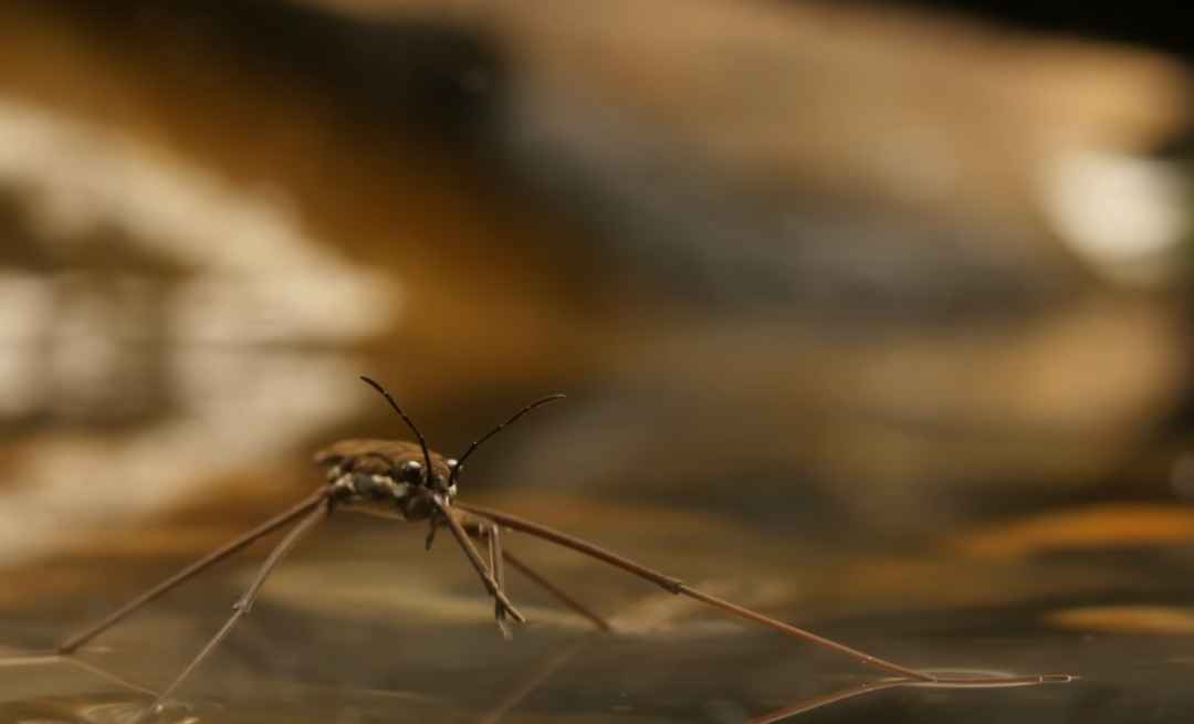 Water striders walk on water and suck the life out of their prey