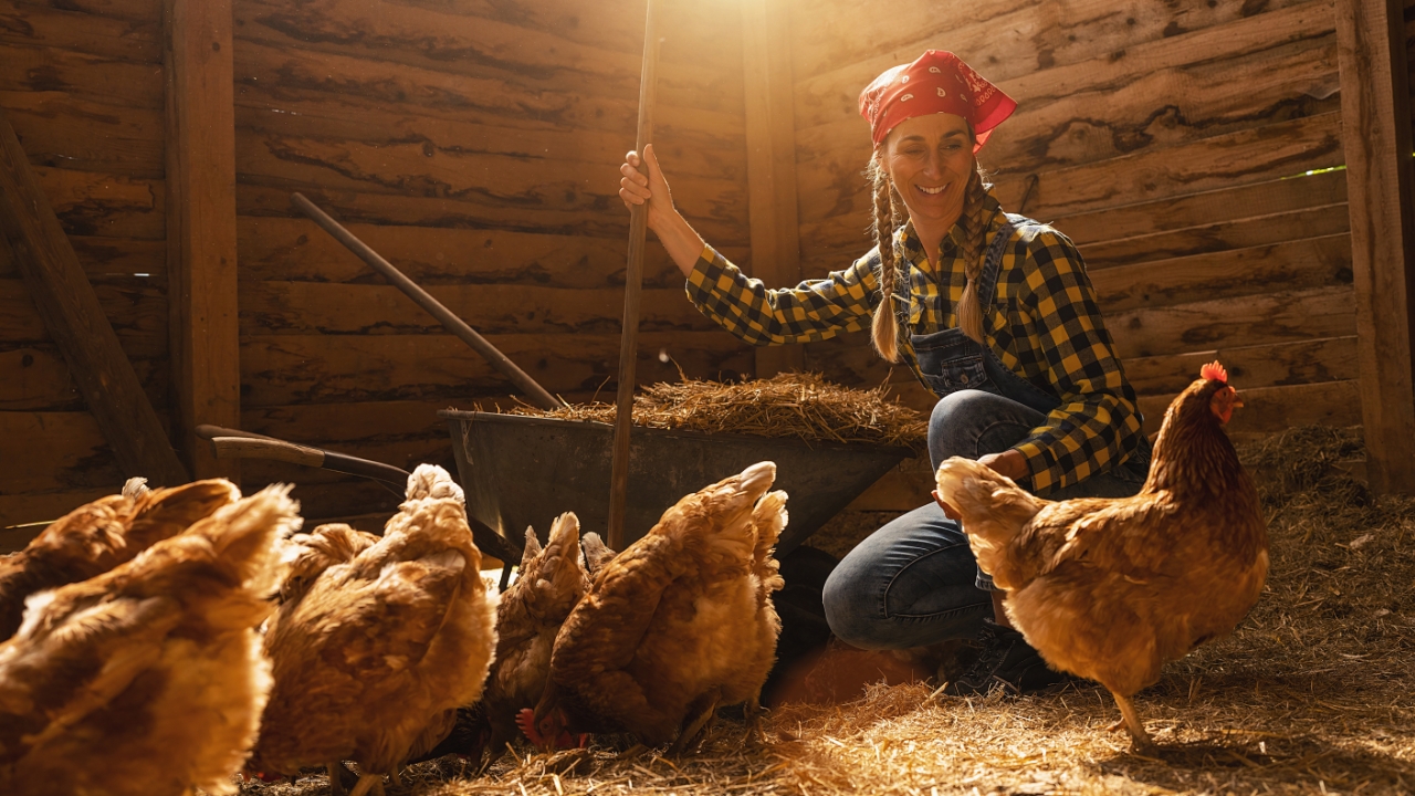 10 simple tricks to keep your chicken coop smelling fresh