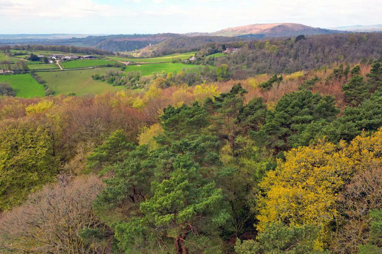 Ancient woodland hidden on the outskirts of Cardiff with a dreamy ...