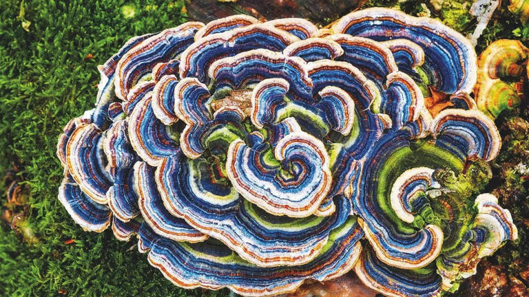 Shroom boom: Why fungi is trending