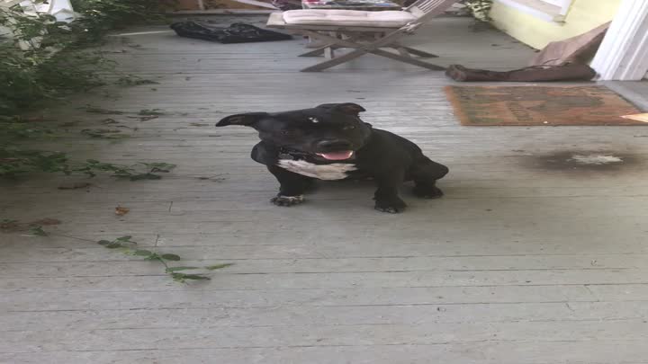Crazy Dog Takes Off Like It’s Being Chased by a Ghost