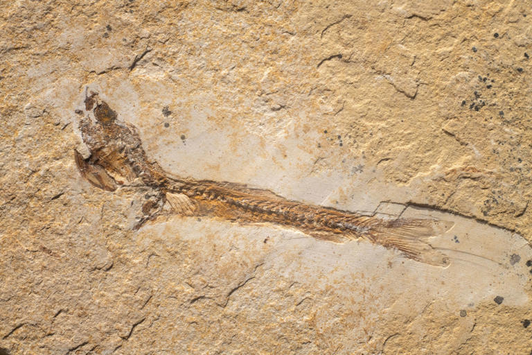 15-Million-Year-Old New Species Fossil Has Experts Excited For An ...