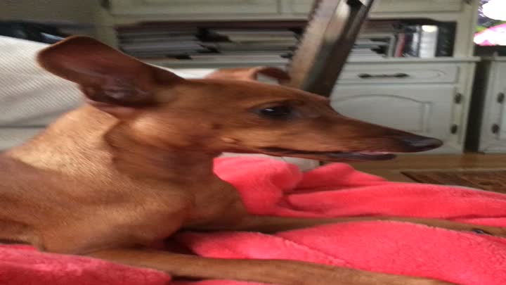 Toothy Grin From This Pup Is Funnier Than You Expect