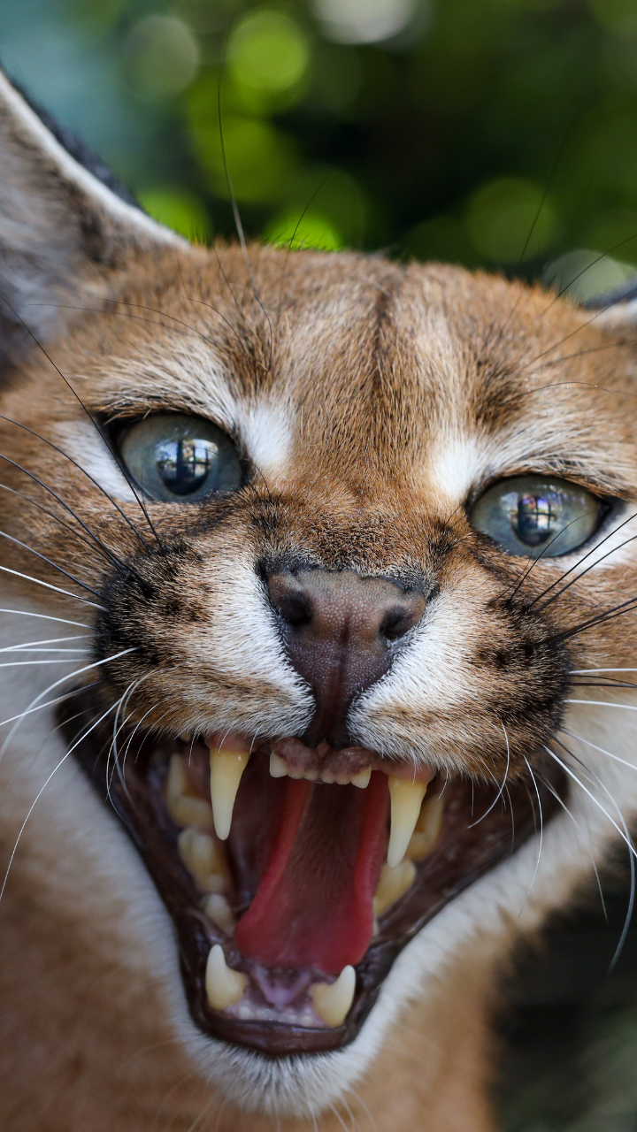 All about the Caracal: A fierce and vicious member of the wild cat family