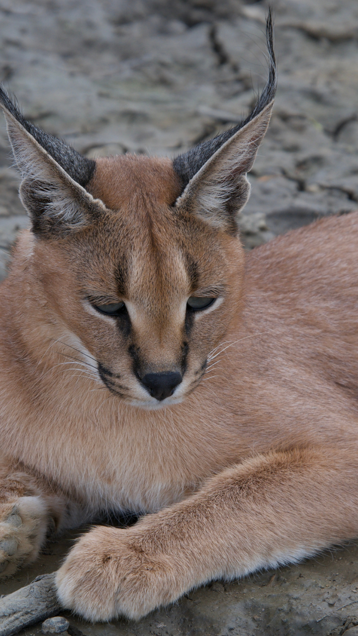 All about the Caracal: A fierce and vicious member of the wild cat family