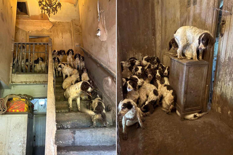 Heartbreaking Photos Show Inside of Home Where More Than 80 Dogs Were ...