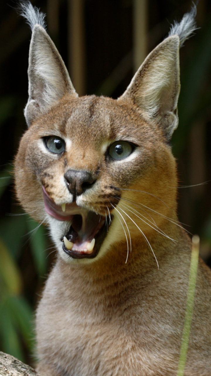 All about the Caracal: A fierce and vicious member of the wild cat family