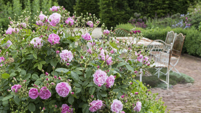 Best roses for small spaces – 5 brilliant blooms for pots or narrow ...