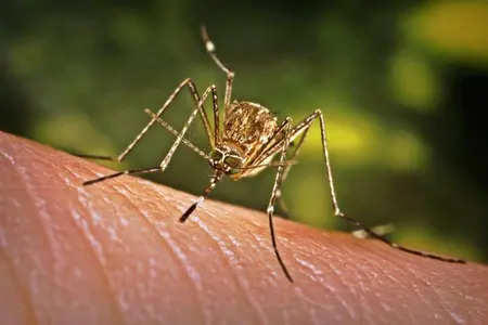 Pacific islands battle dengue fever outbreak, Samoan boy dies in ...
