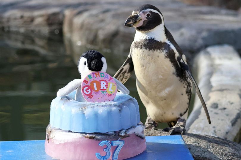 World's oldest penguin 'Spneb' marks 37th birthday as sad meaning ...