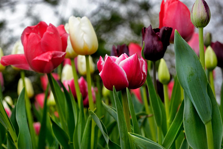 Don't fall for instant gratification. Plant these bulbs now, then wait ...