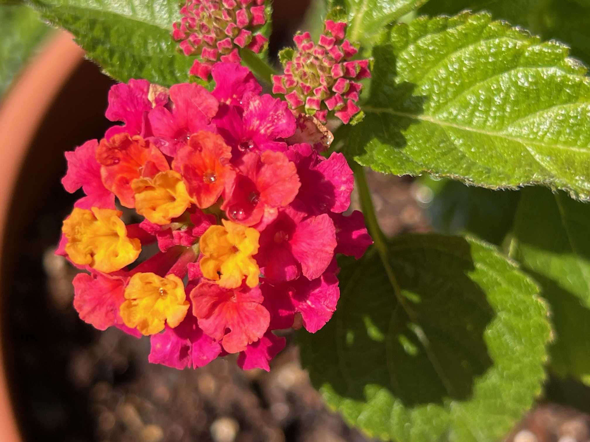 Local farmer explains how one seed can help save pollinators, the ...